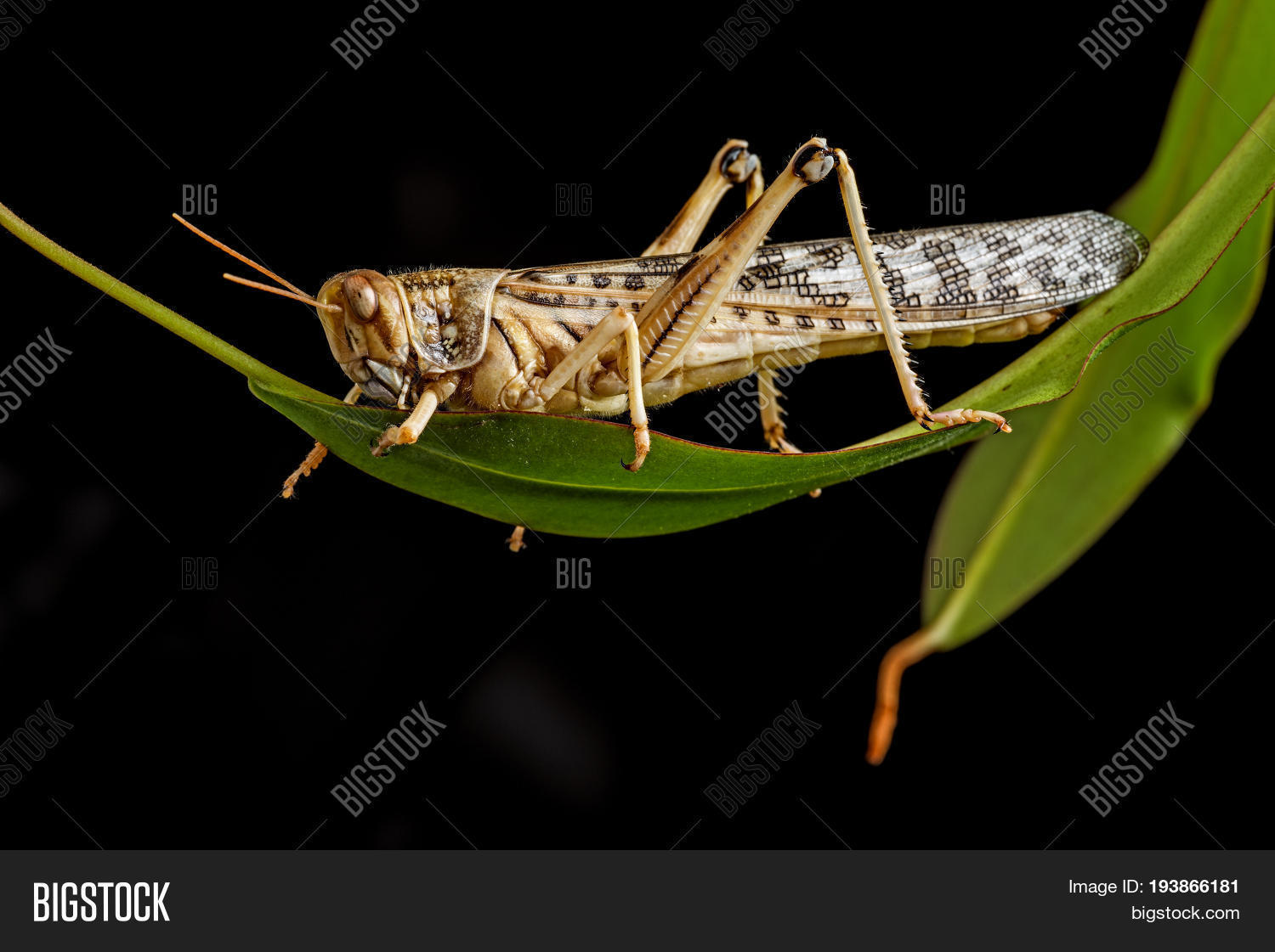 Schistocerca Gregaria Image & Photo (Free Trial) | Bigstock