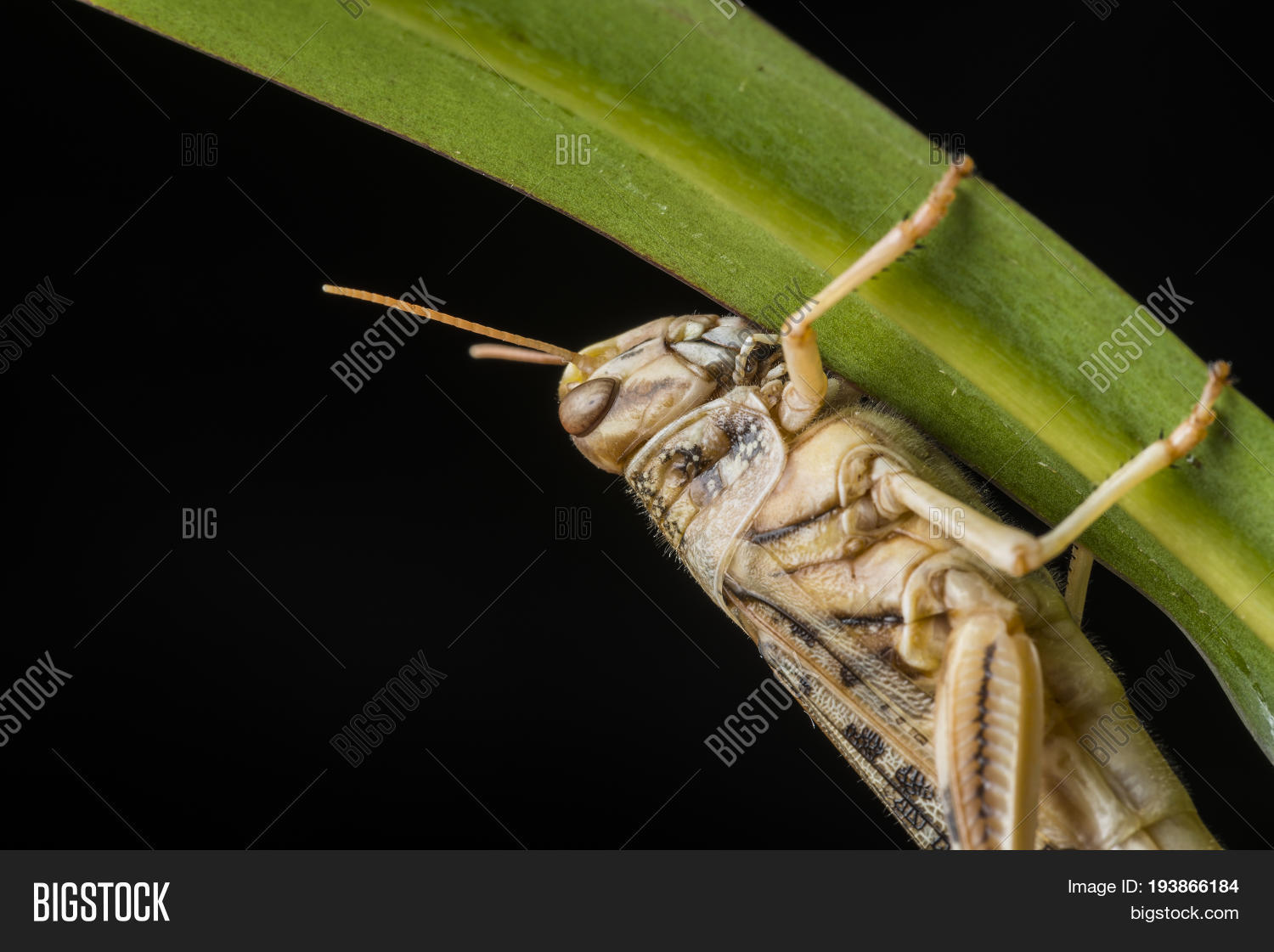 Schistocerca Gregaria Image & Photo (Free Trial) | Bigstock