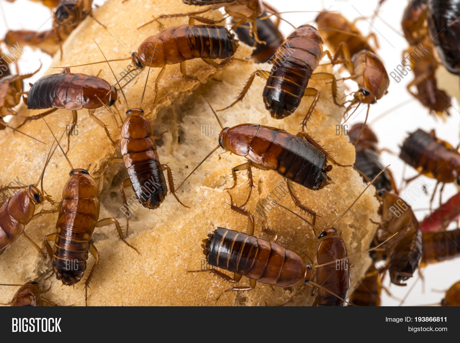 Cockroach - Blatta Image & Photo (Free Trial) | Bigstock