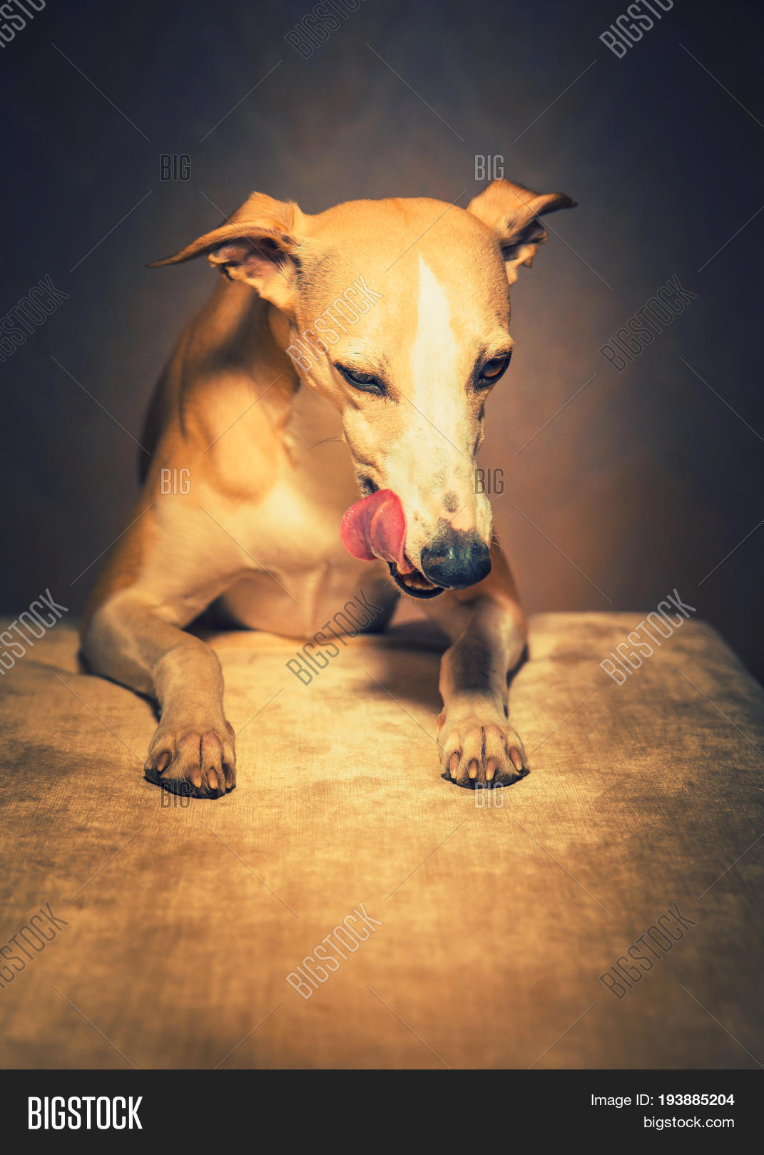 Portrait Hanting Image & Photo (Free Trial) | Bigstock