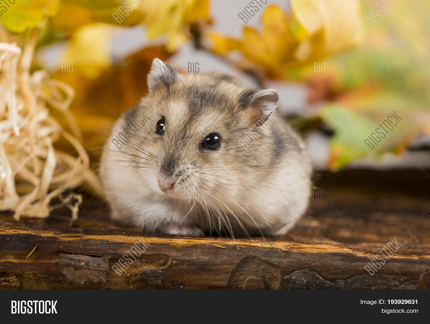 Little Pet Hamster - Image & Photo (Free Trial) | Bigstock