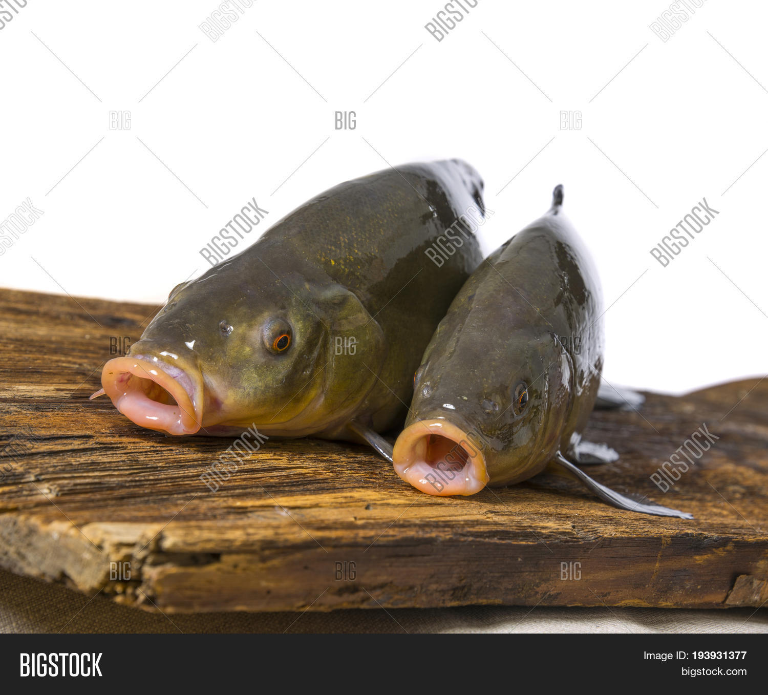 Tench - (Tinca Tinca) Image & Photo (Free Trial) | Bigstock