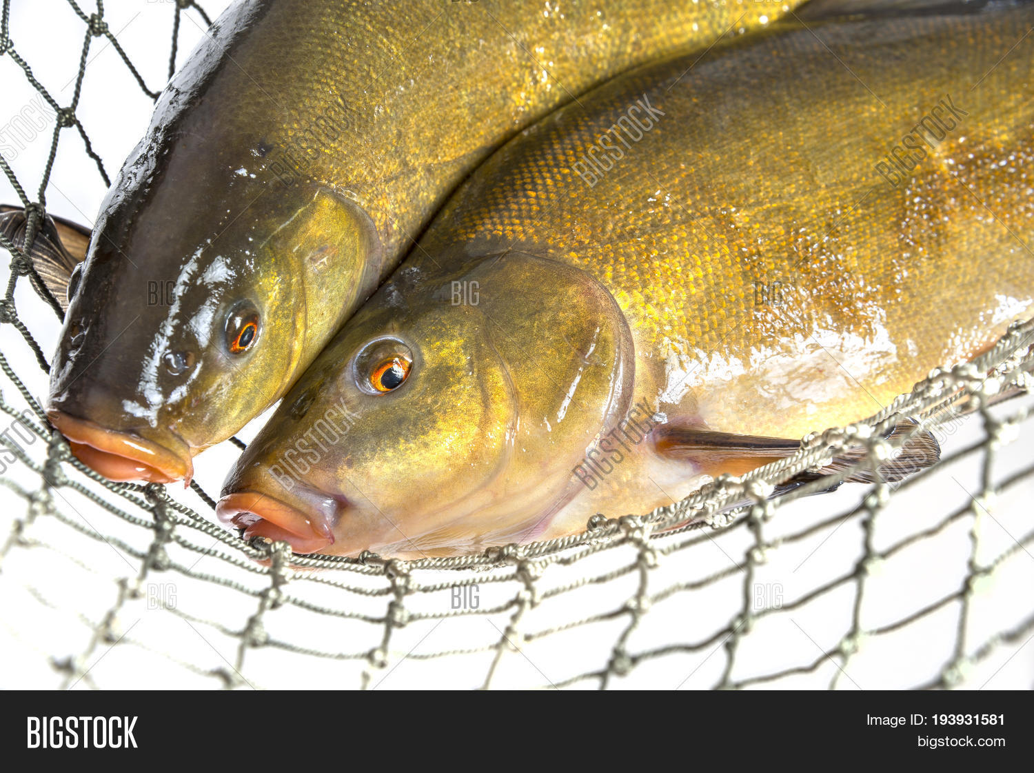 Tench - (Tinca Tinca) Image & Photo (Free Trial) | Bigstock