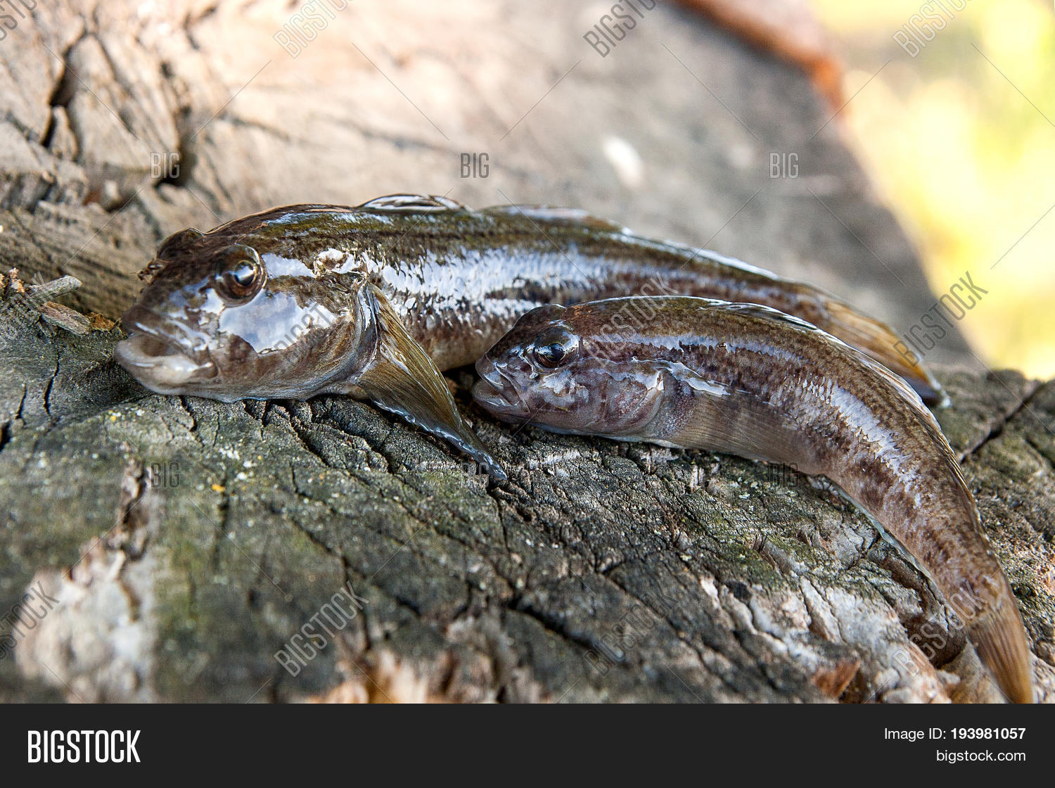 Two Freshwater Image & Photo (Free Trial) | Bigstock