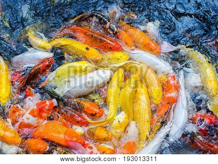 Colored Crap 图片和照片（免费试用） | Bigstock
