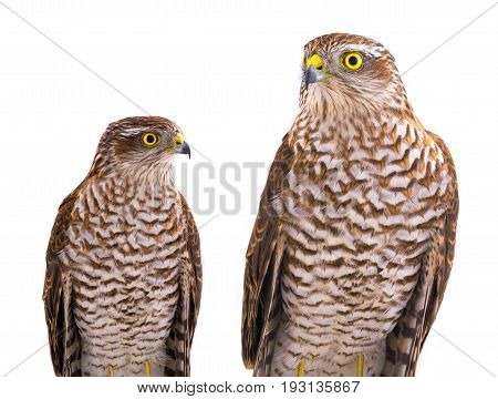 Two Falcon Isolated On Image & Photo (Free Trial) | Bigstock