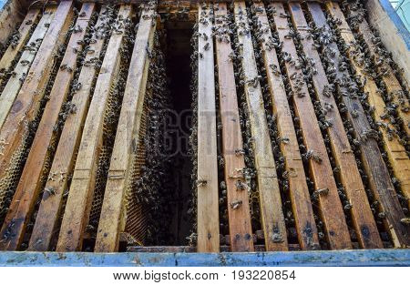 Open Bee Hive. Plank Image & Photo (Free Trial) | Bigstock
