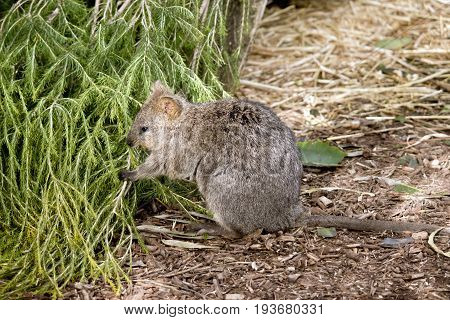 Quokka Eating Long Image & Photo (Free Trial) | Bigstock