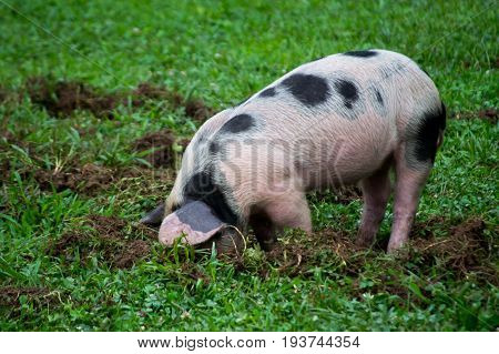 Dig Images, Stock Photos & Illustrations | Bigstock