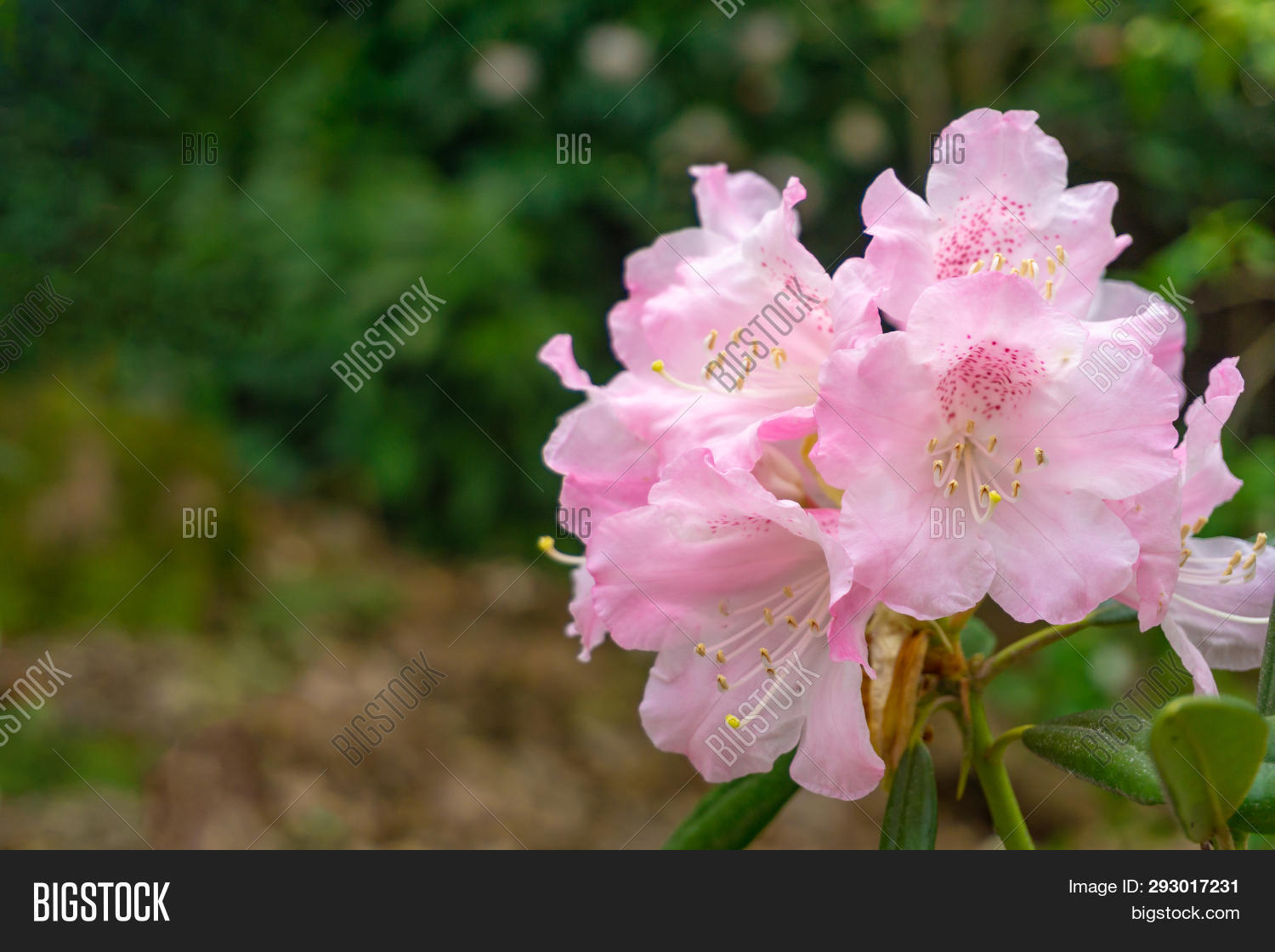 Rhododendron Im April Image & Photo (Free Trial) | Bigstock