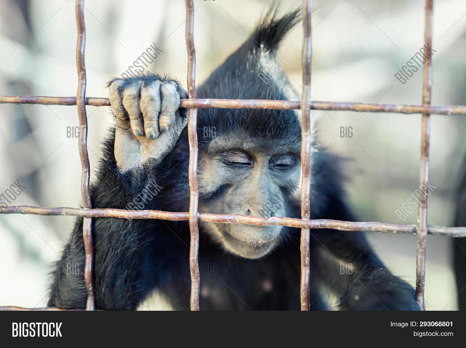 Sad Wild Animal Pictures