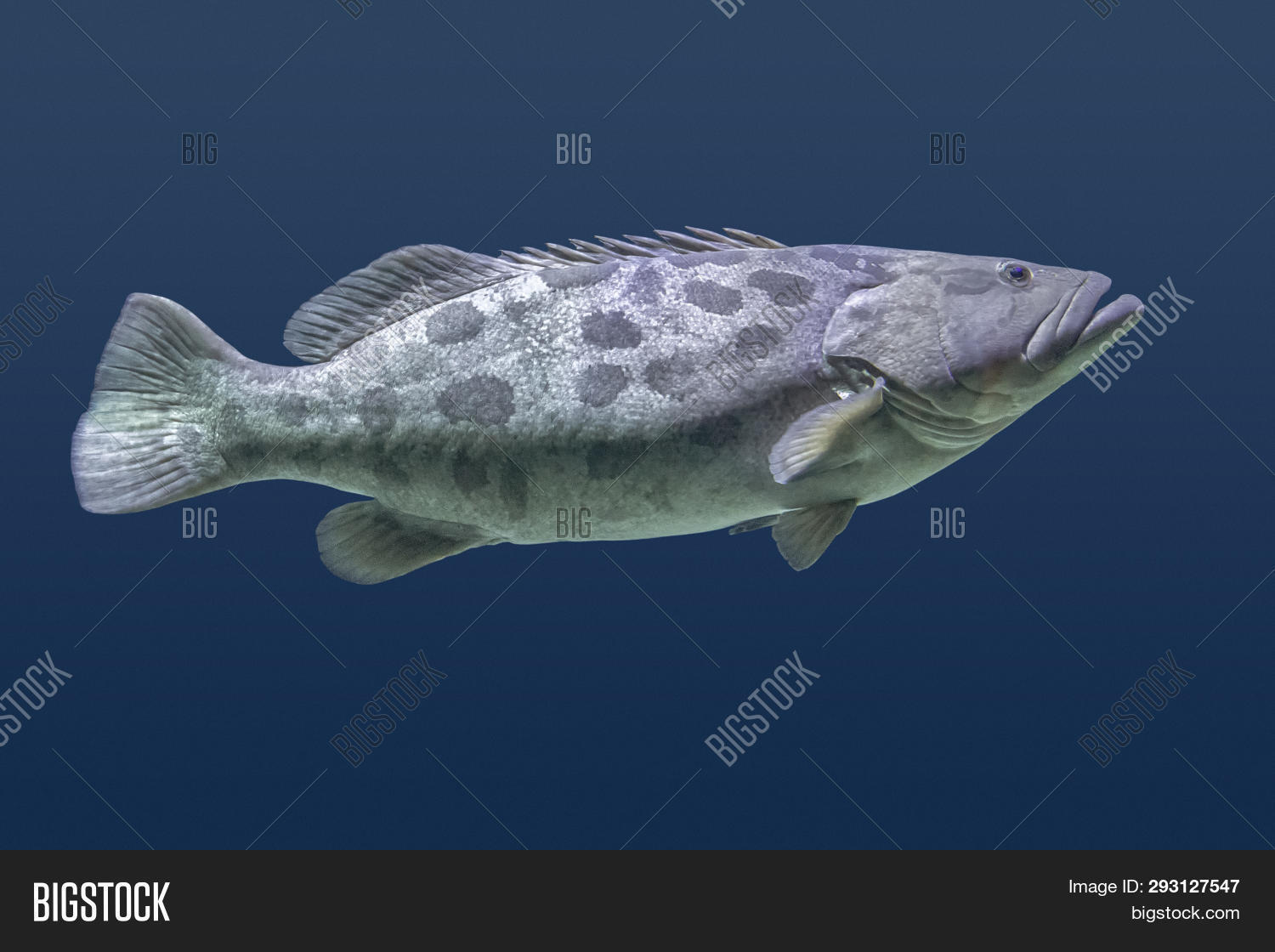 Giant Grouper Fish Image & Photo (Free Trial) | Bigstock