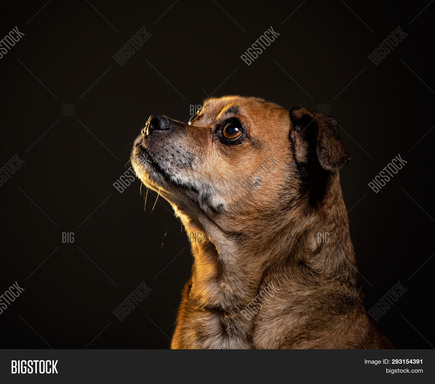 Cute Puggle Ready Image & Photo (Free Trial) | Bigstock