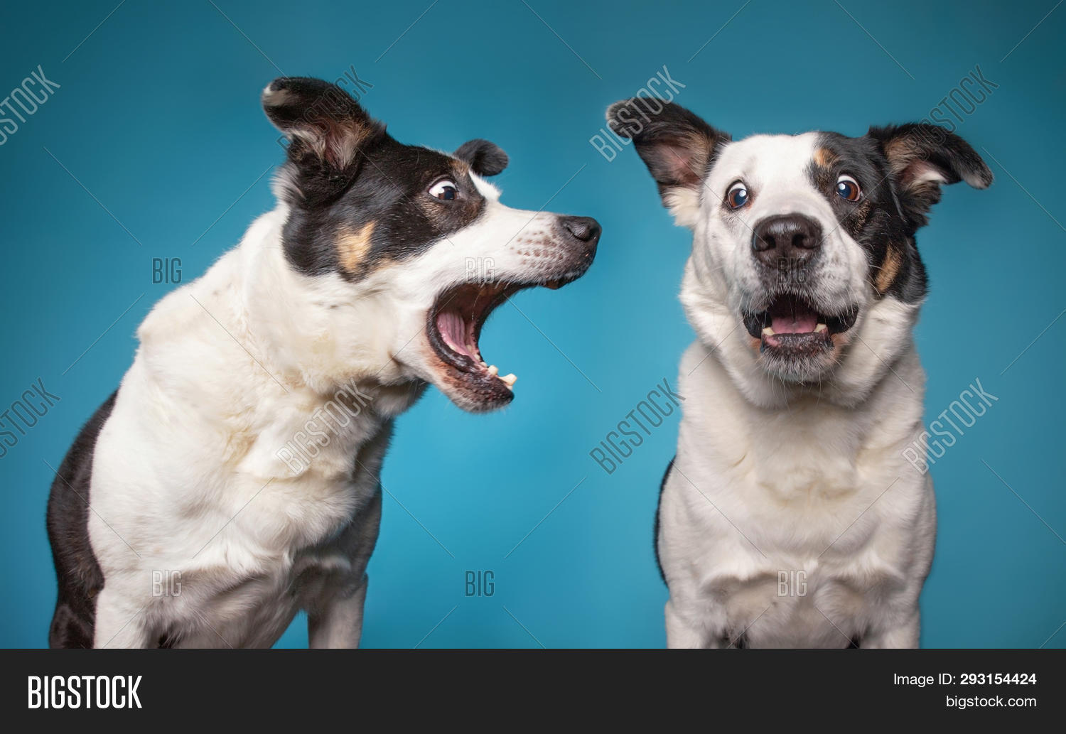 Border Collie Barking Image & Photo (Free Trial) | Bigstock