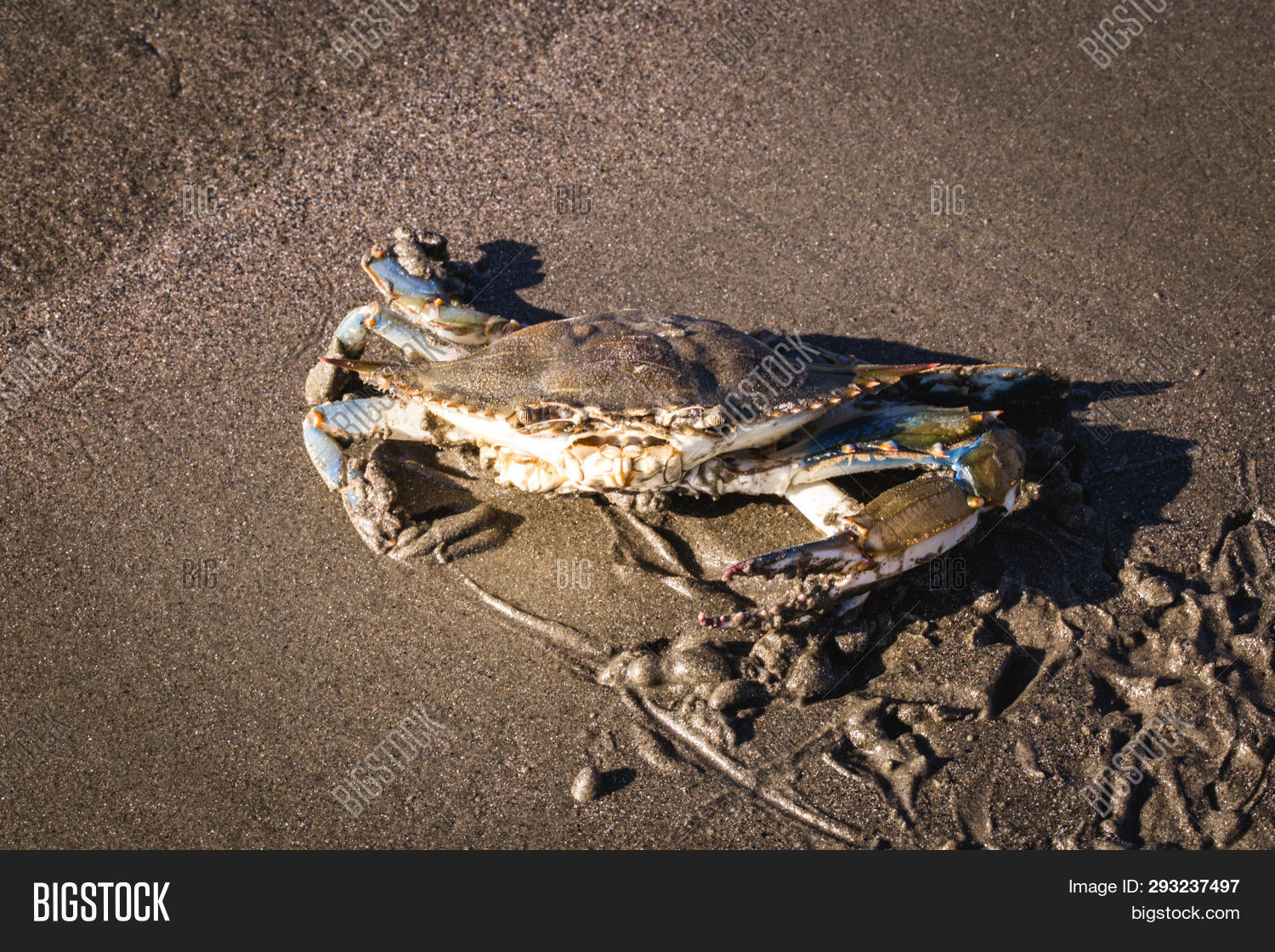 Blue Crab Photographed Image & Photo (Free Trial) | Bigstock