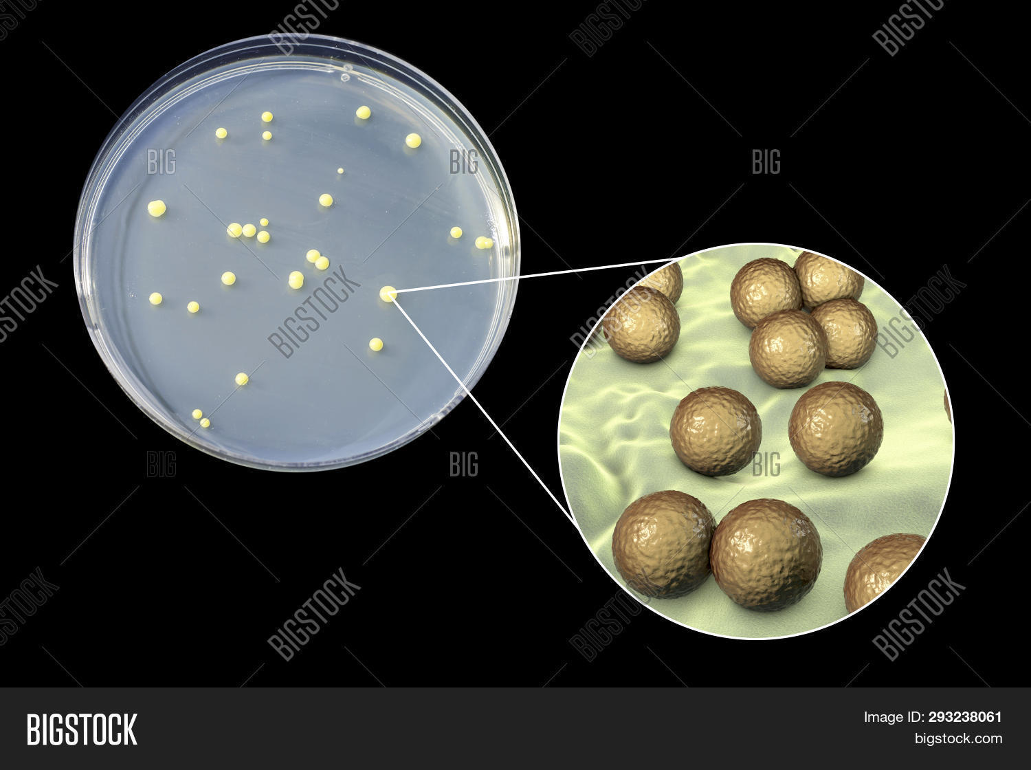 Colonies Micrococcus Image & Photo (Free Trial) | Bigstock