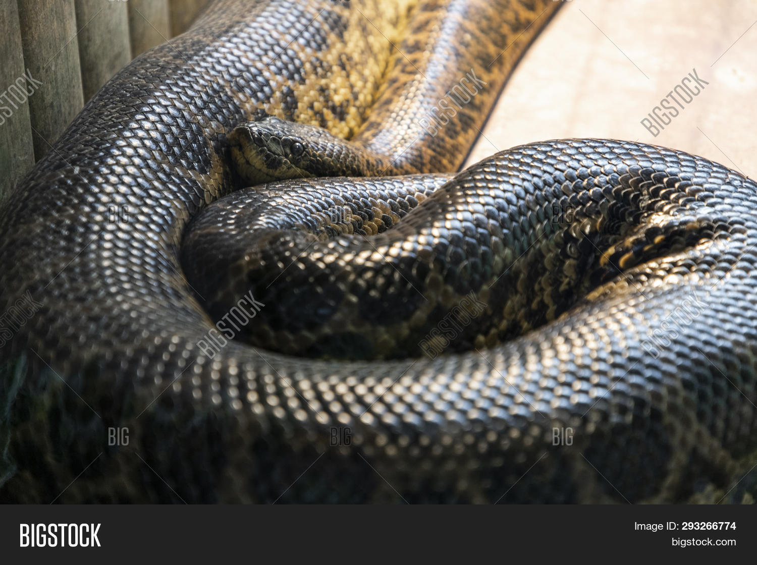 Anaconda Snake Zoo Image & Photo (Free Trial) | Bigstock