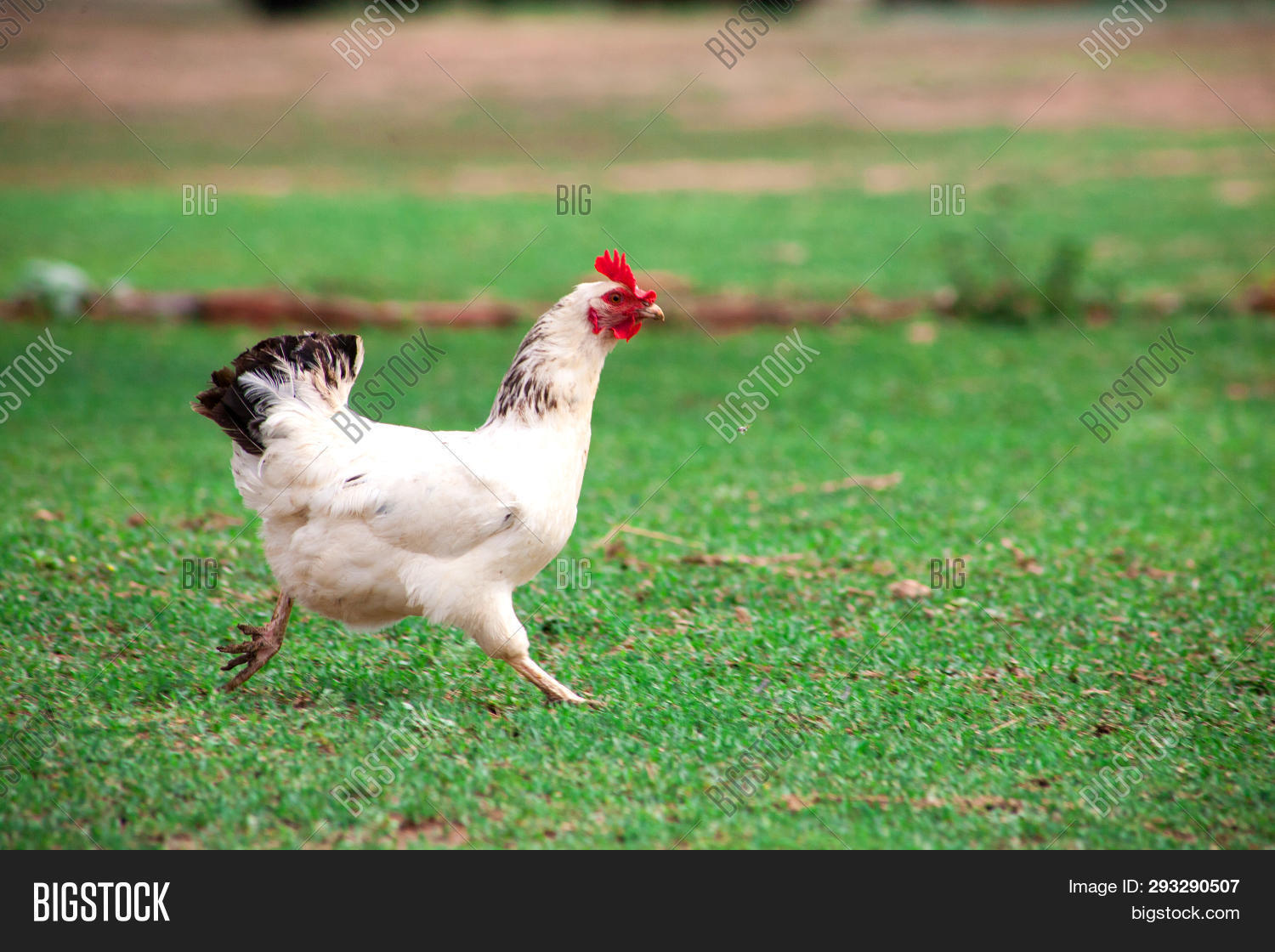 Chicken Breed Lohman- Image & Photo (Free Trial) | Bigstock