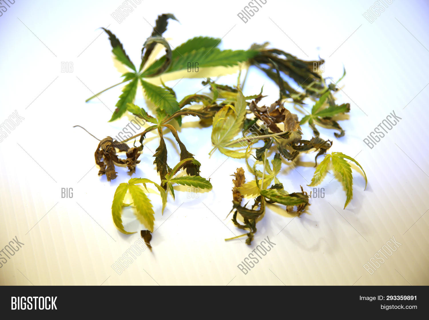 Marijuana. Cannabis. Image & Photo (Free Trial) | Bigstock