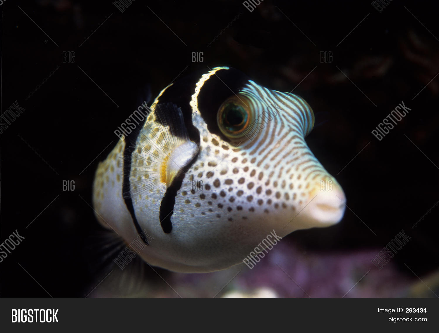 Black-saddled Toby Image & Photo (Free Trial) | Bigstock