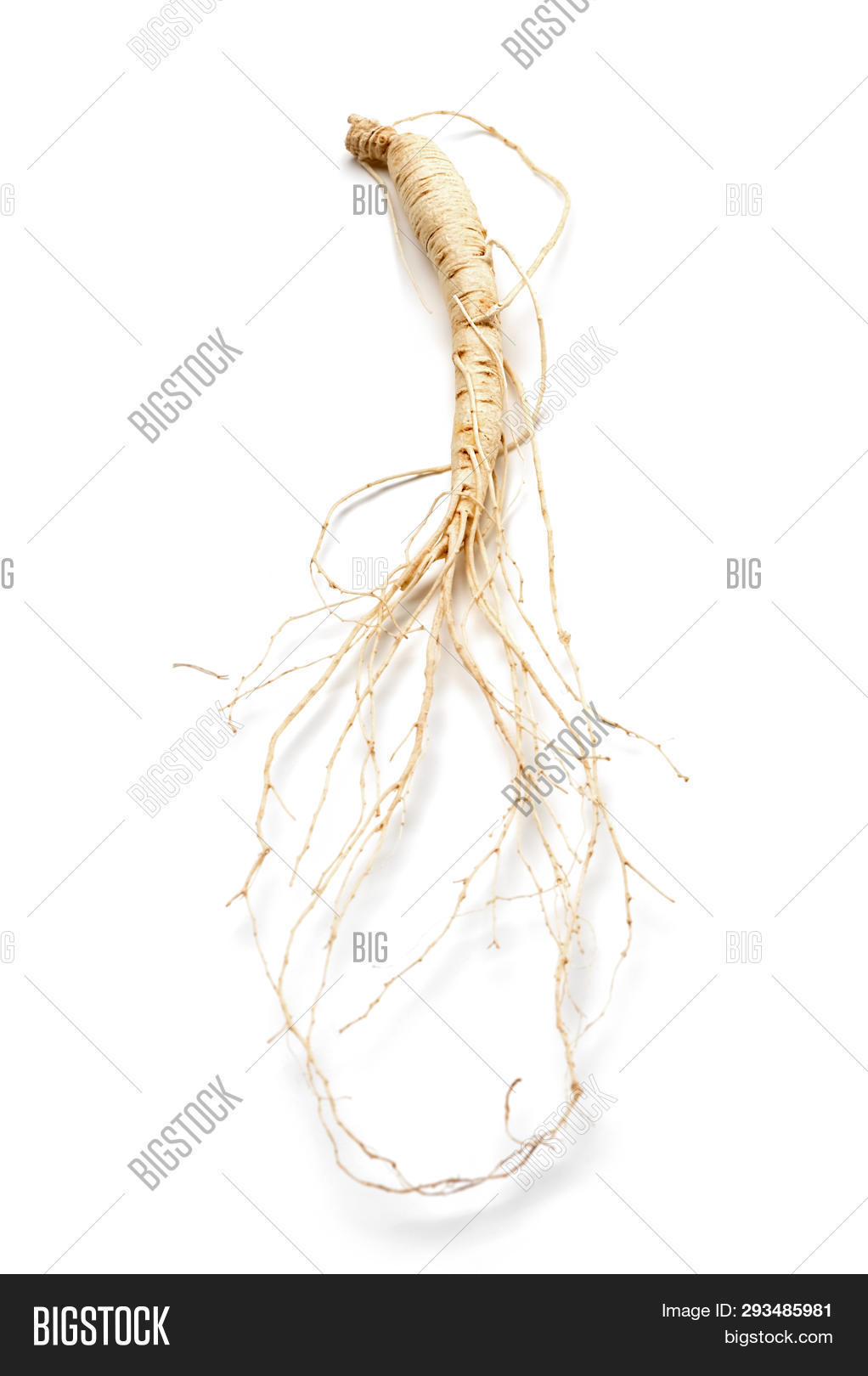 Ginseng Root Full Image & Photo (Free Trial) | Bigstock