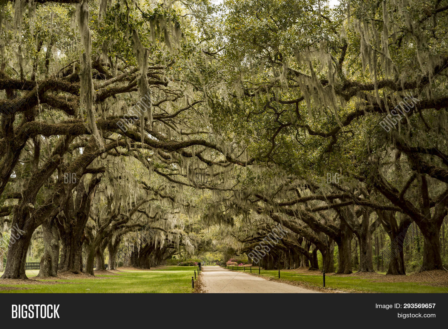 Tree Boulevard Boone Image & Photo (Free Trial) | Bigstock