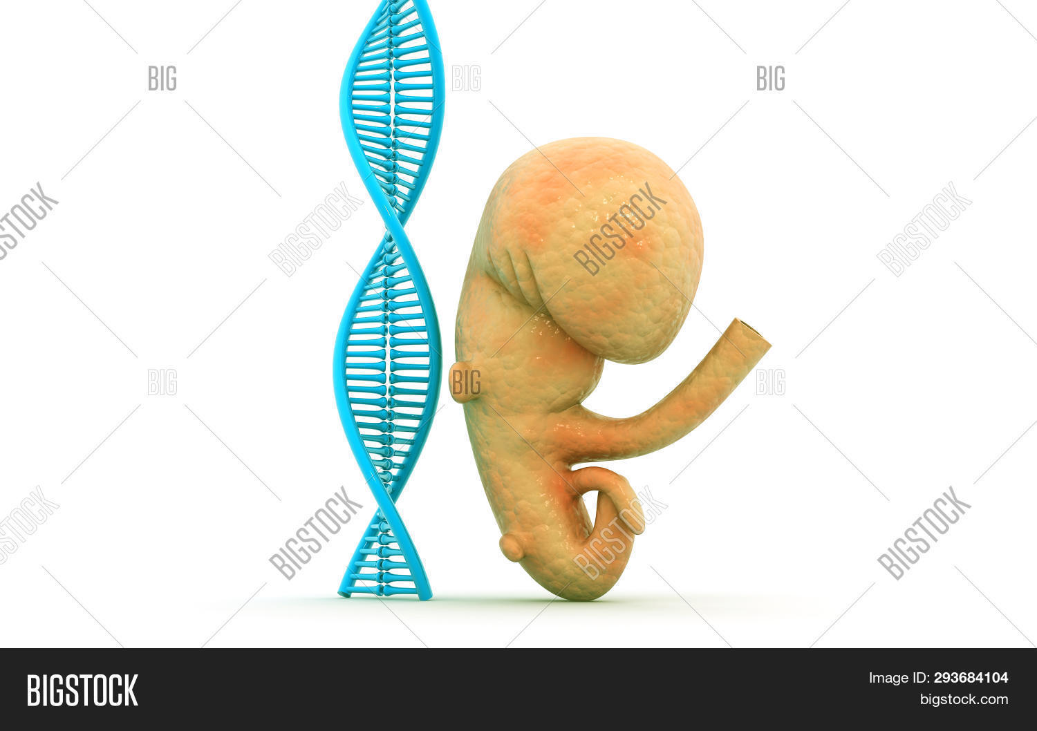 3d Rendered Fetus Dna Image & Photo (Free Trial) | Bigstock