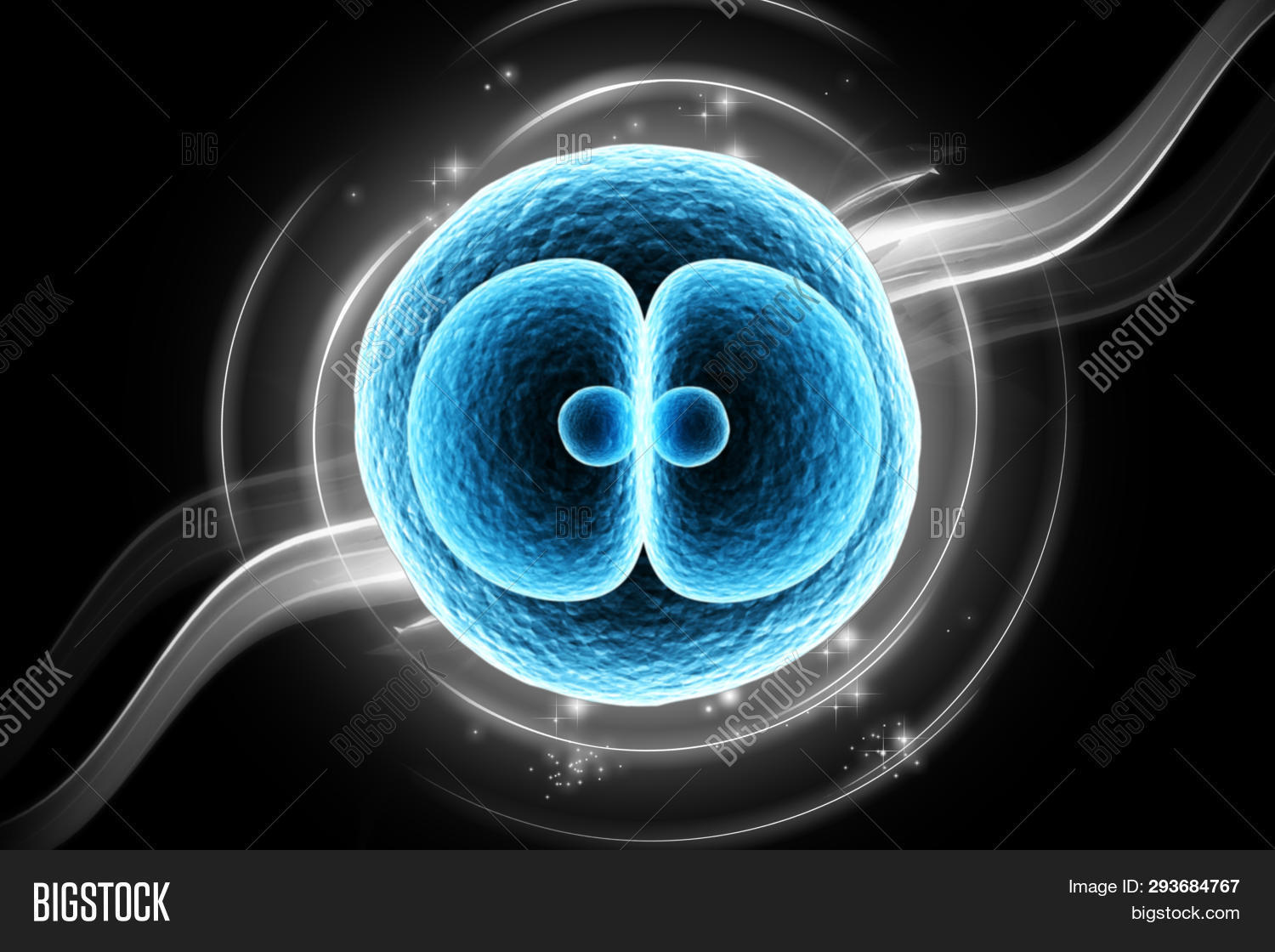 3d Rendered Zygote Image & Photo (Free Trial) | Bigstock