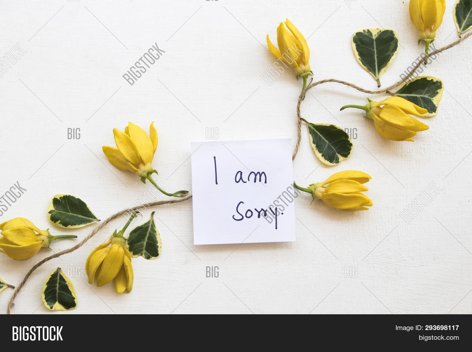 Sorry Message Card Image & Photo (Free Trial) | Bigstock