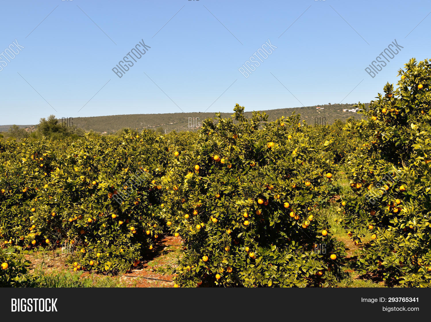 Orange Plantations On Image & Photo (Free Trial) | Bigstock