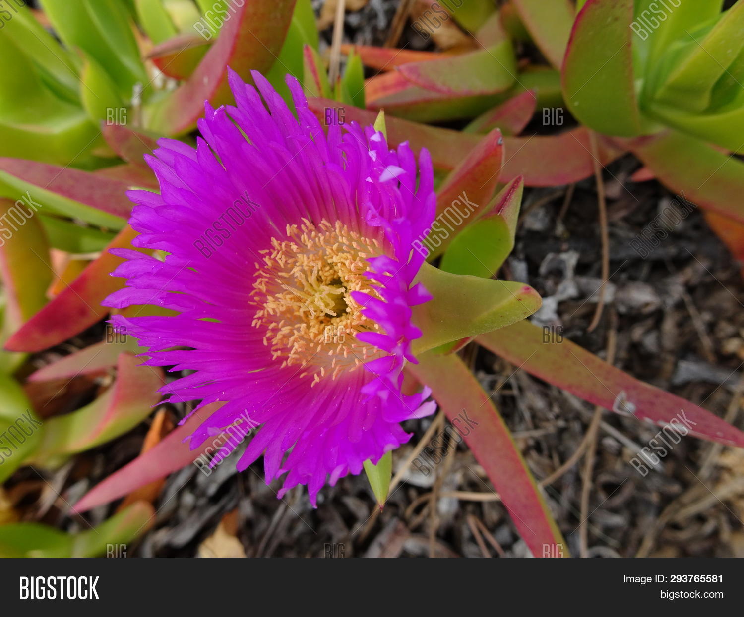 Flowers On Algarve Image & Photo (Free Trial) | Bigstock