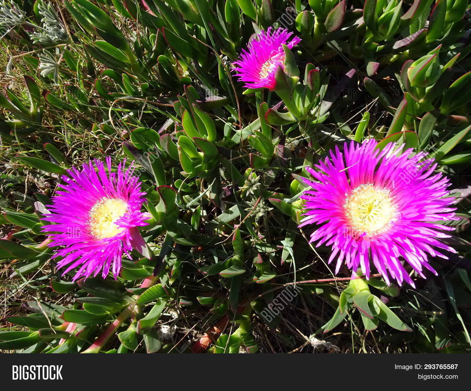 Flowers On Algarve Image & Photo (Free Trial) | Bigstock