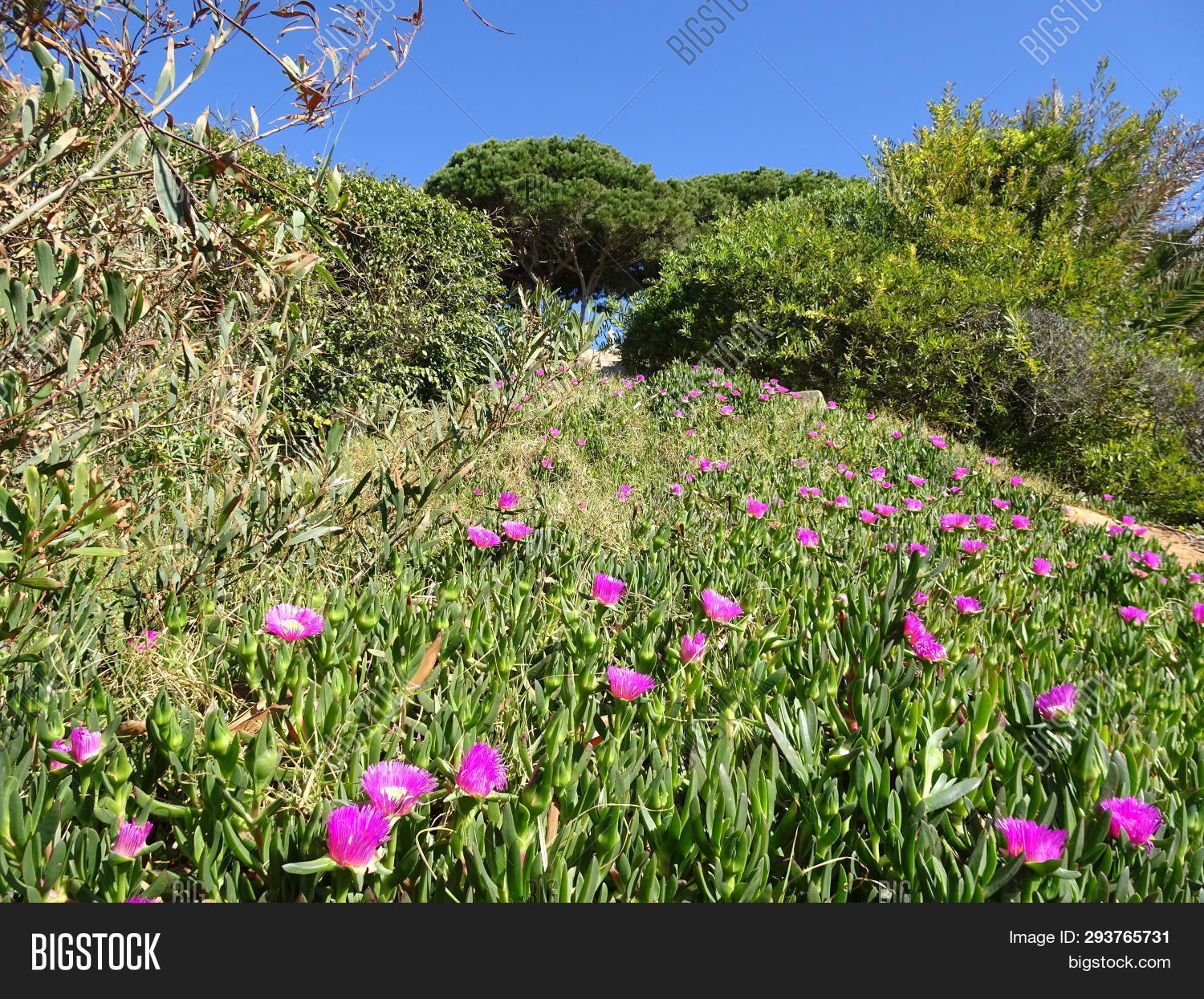 Flowers On Algarve Image & Photo (Free Trial) | Bigstock