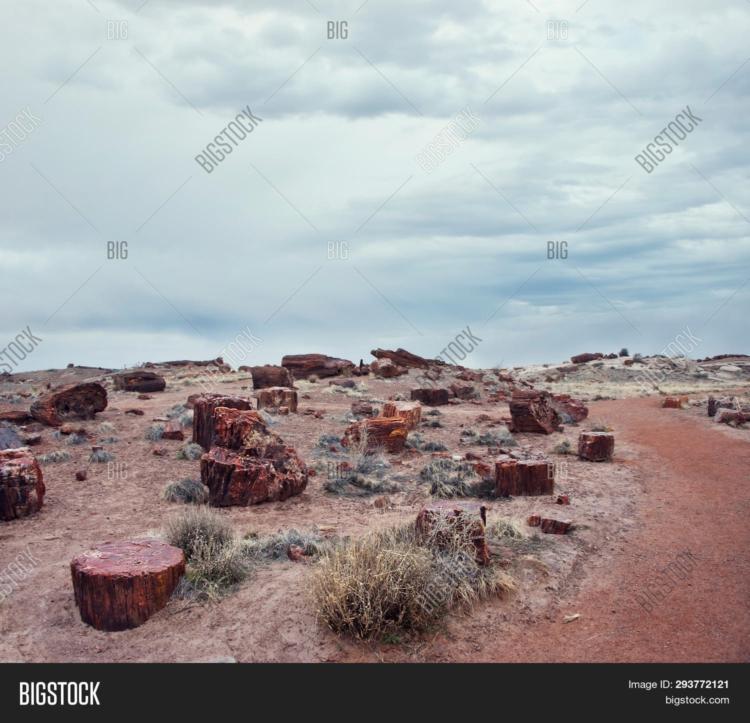 Fossilized Tree Trunks Image & Photo (Free Trial) | Bigstock