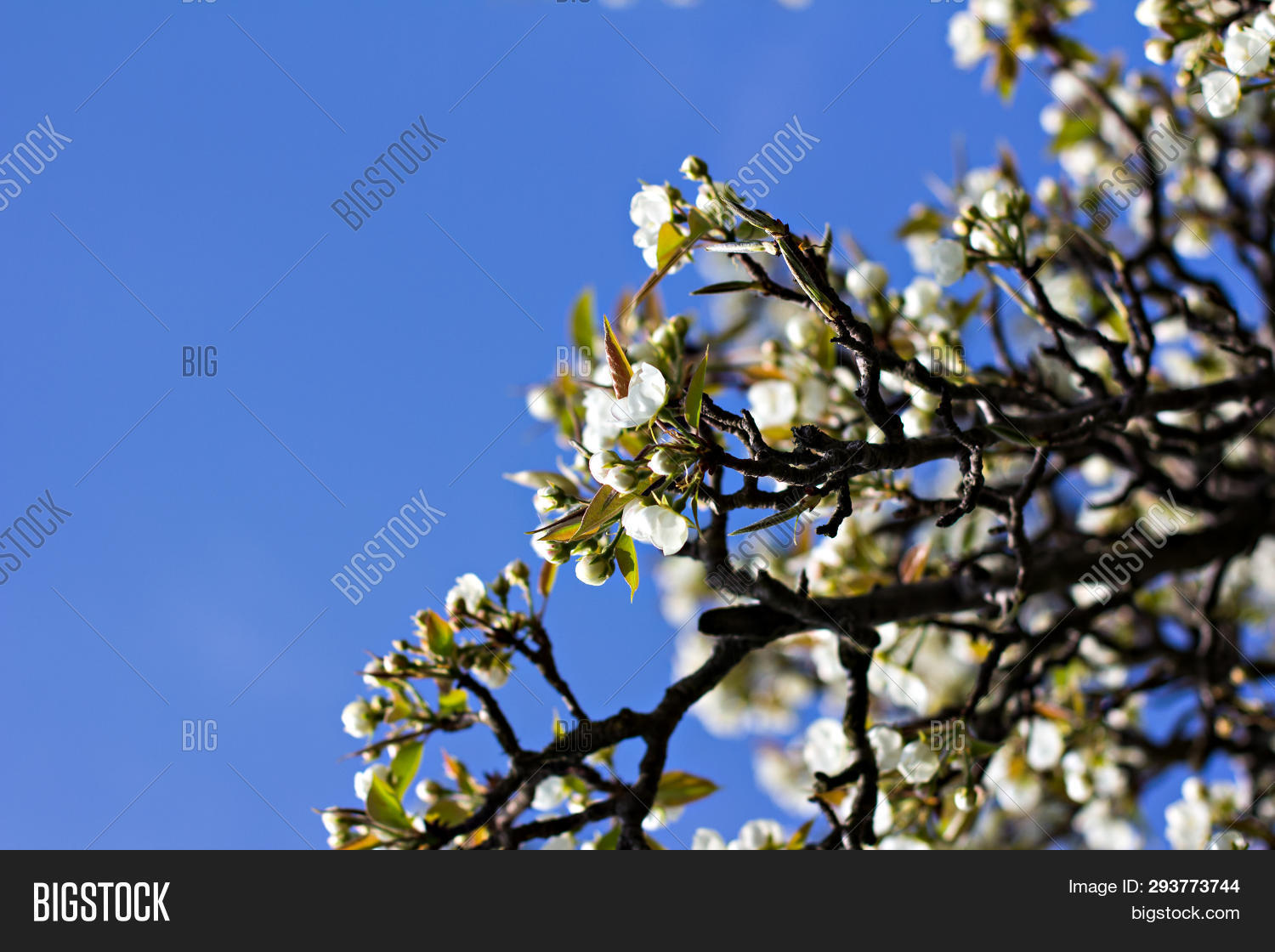 Branch Flowering Tree Image & Photo (Free Trial) | Bigstock