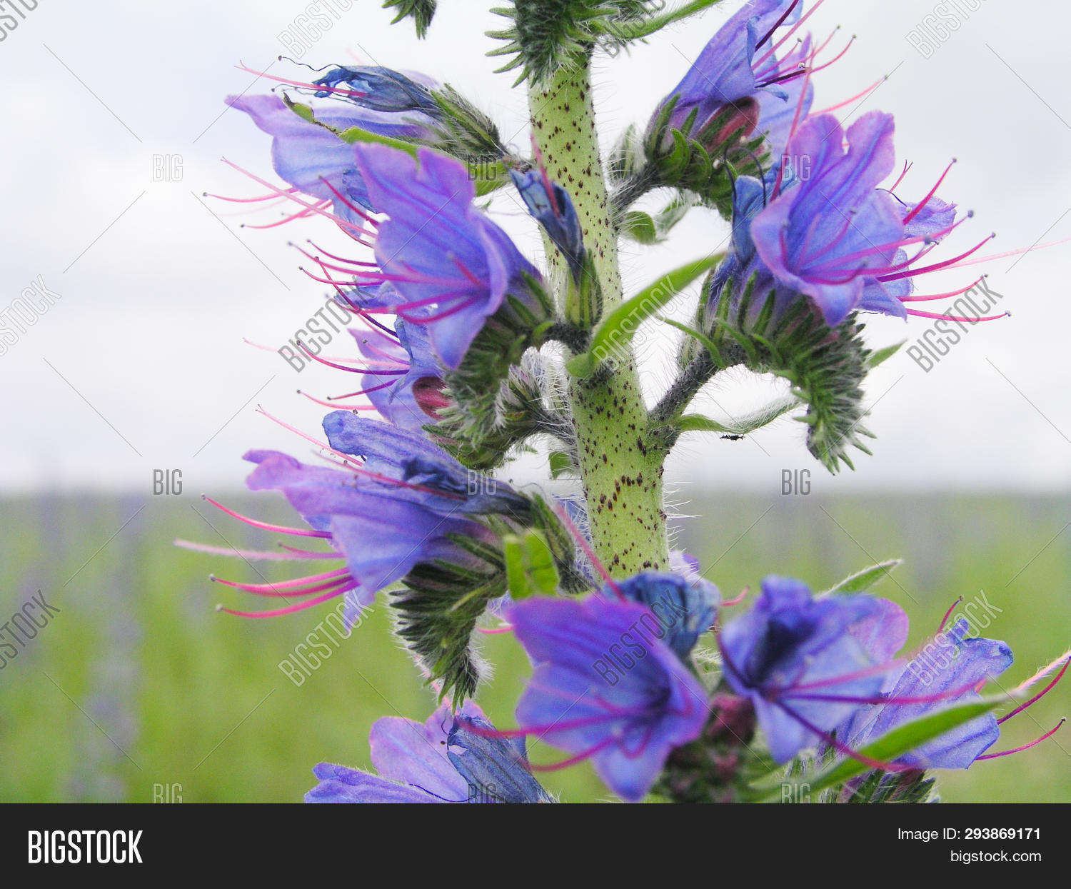 Echium Vulgare, Viper' Image & Photo (Free Trial) | Bigstock