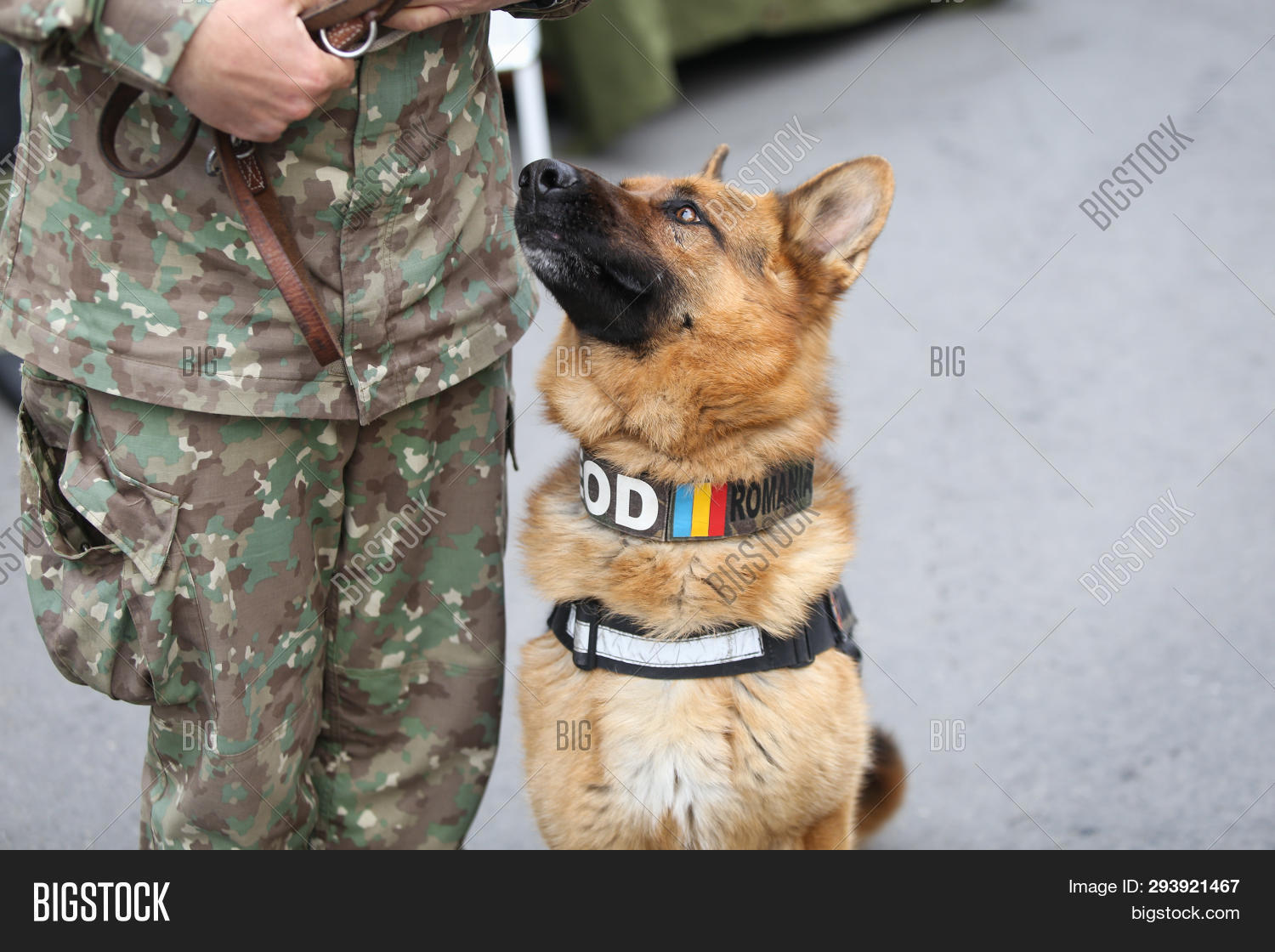 German Shepherd Army Image & Photo (Free Trial) | Bigstock