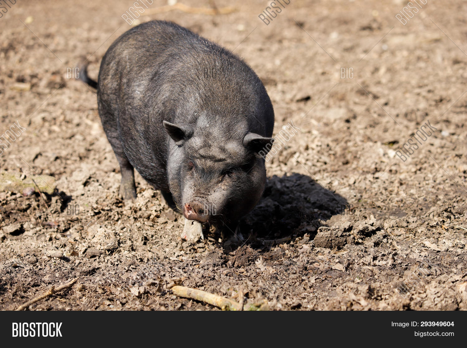 Full Body Pig Breed Image & Photo (Free Trial) | Bigstock