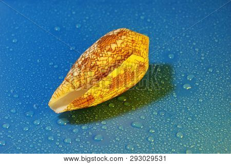 Conus Textile Seashell Image & Photo (Free Trial) | Bigstock