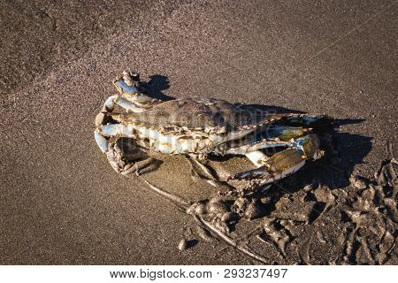 Blue Crab Photographed Image & Photo (Free Trial) | Bigstock