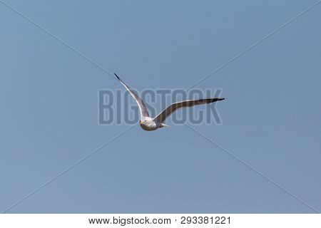 Natural Yellow-legged Image & Photo (Free Trial) | Bigstock
