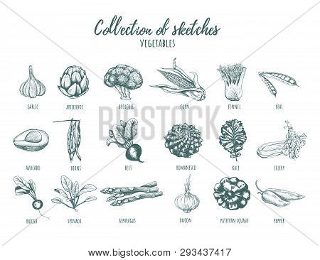 Collection Sketches Vector & Photo (Free Trial) | Bigstock