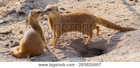 Panorama Pair Loving Image & Photo (Free Trial) | Bigstock