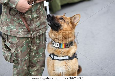 German Shepherd Army Image & Photo (Free Trial) | Bigstock