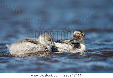 Close Silvery Grebe ( Image & Photo (Free Trial) | Bigstock