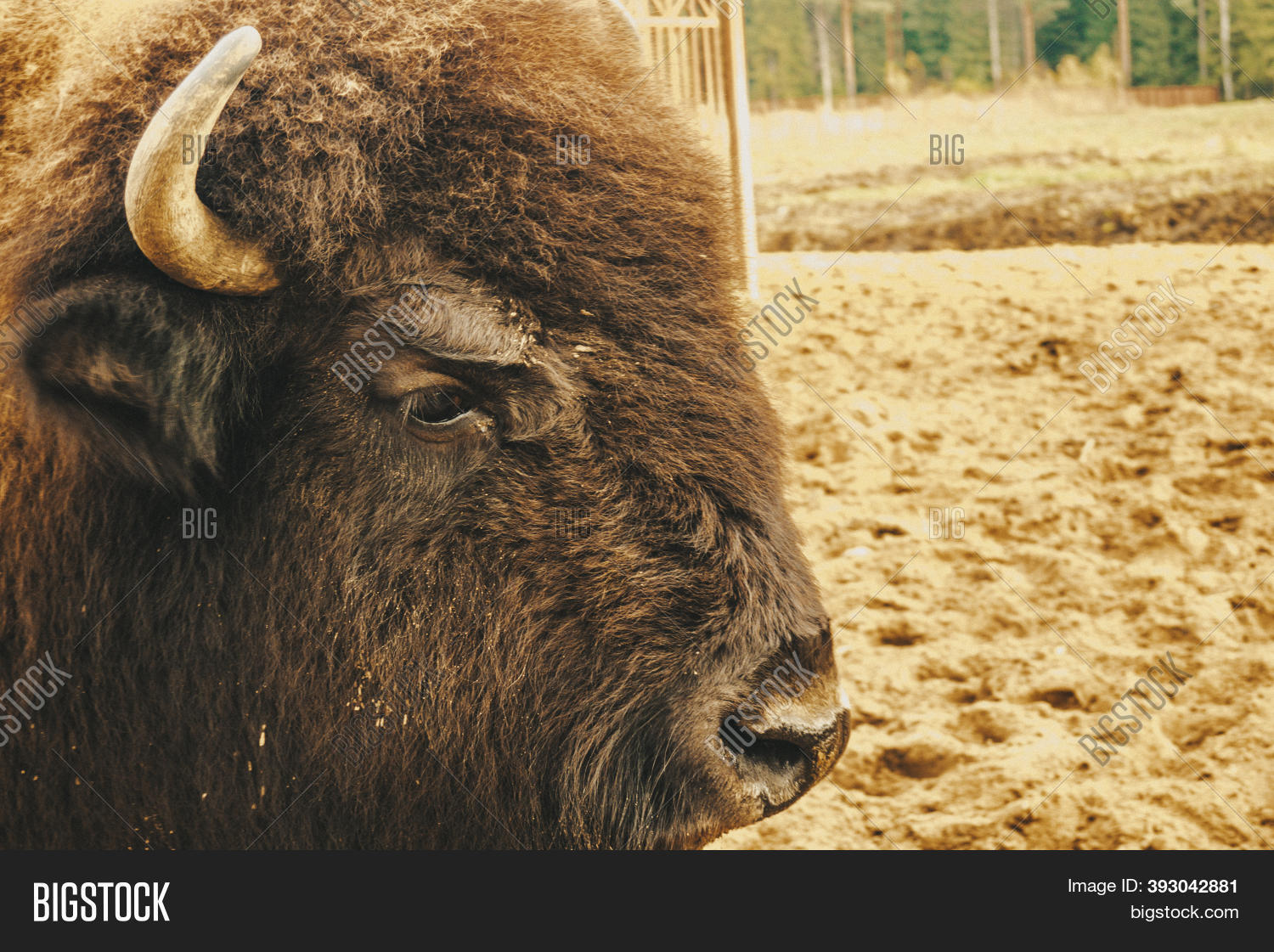 Head Bison Close Range Image & Photo (Free Trial) | Bigstock