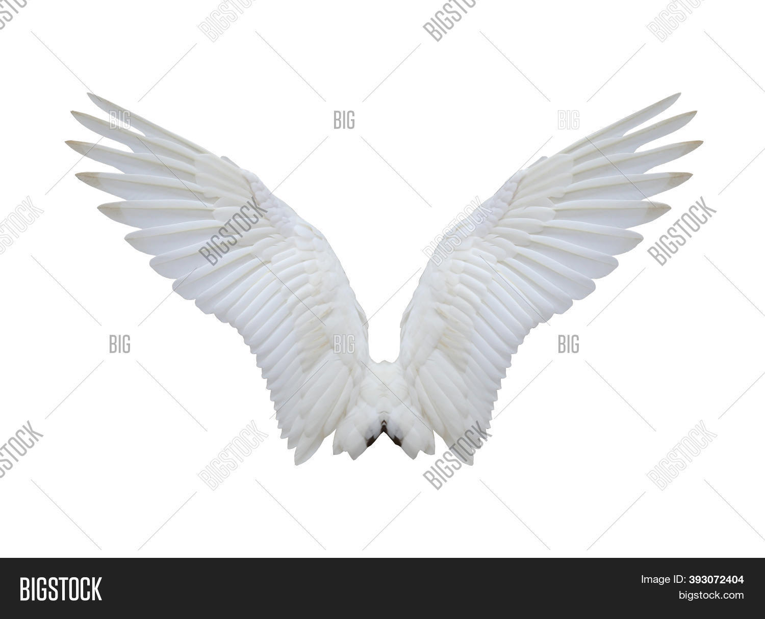 White Spreading Wings Image & Photo (Free Trial) | Bigstock