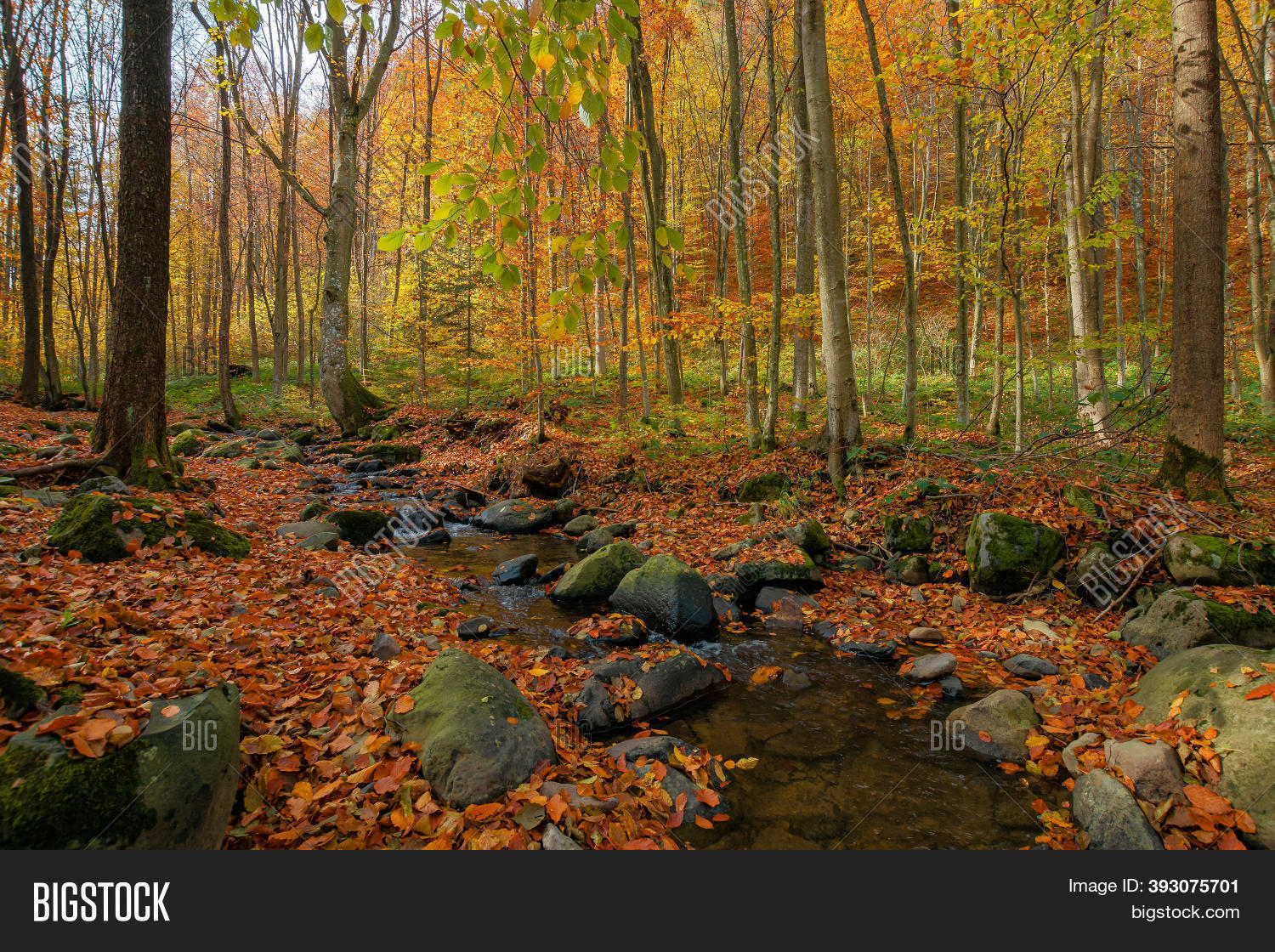 Brook Forest. Image & Photo (Free Trial) | Bigstock