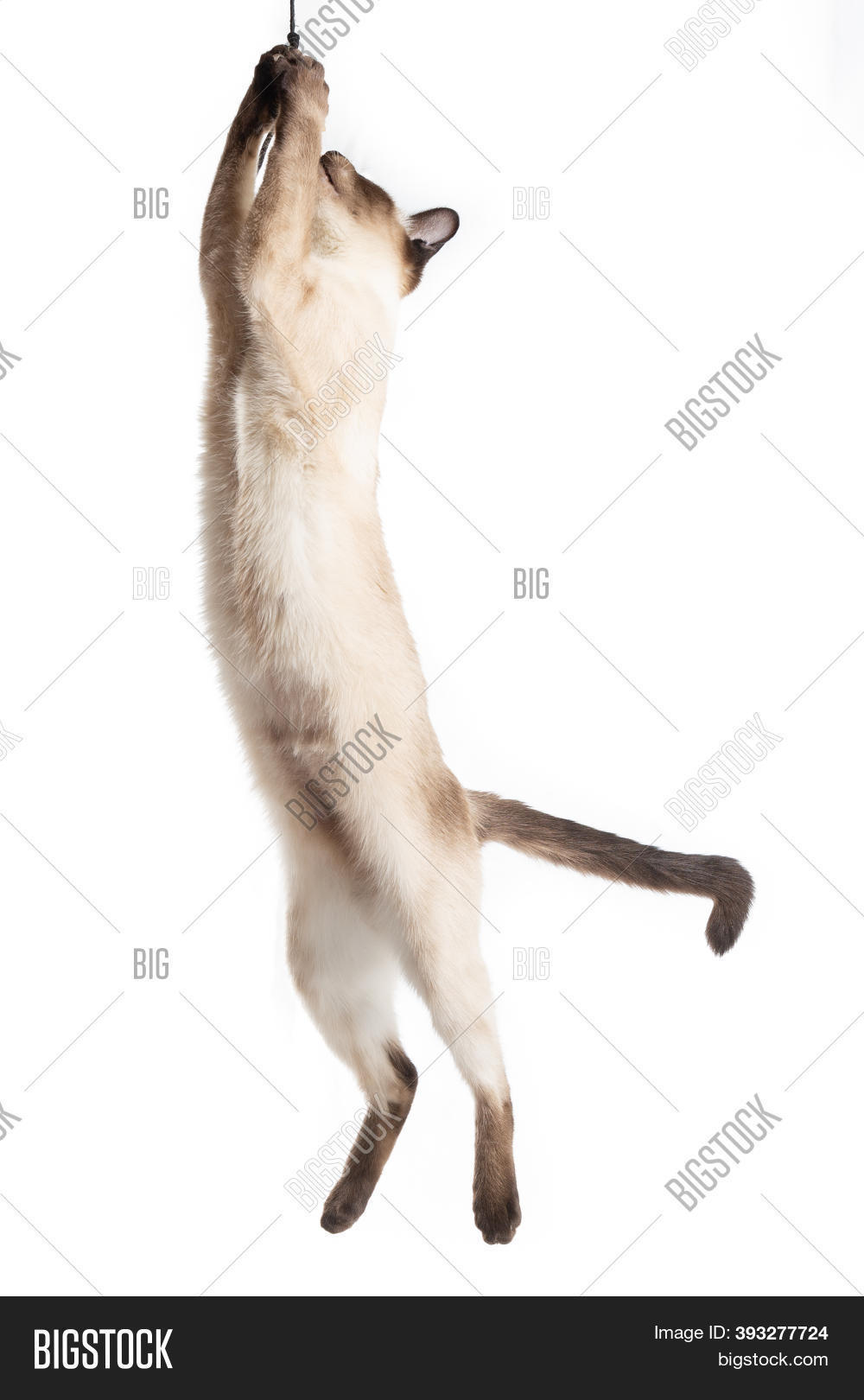 Thai Cat Jumps Behind Image & Photo (Free Trial) | Bigstock