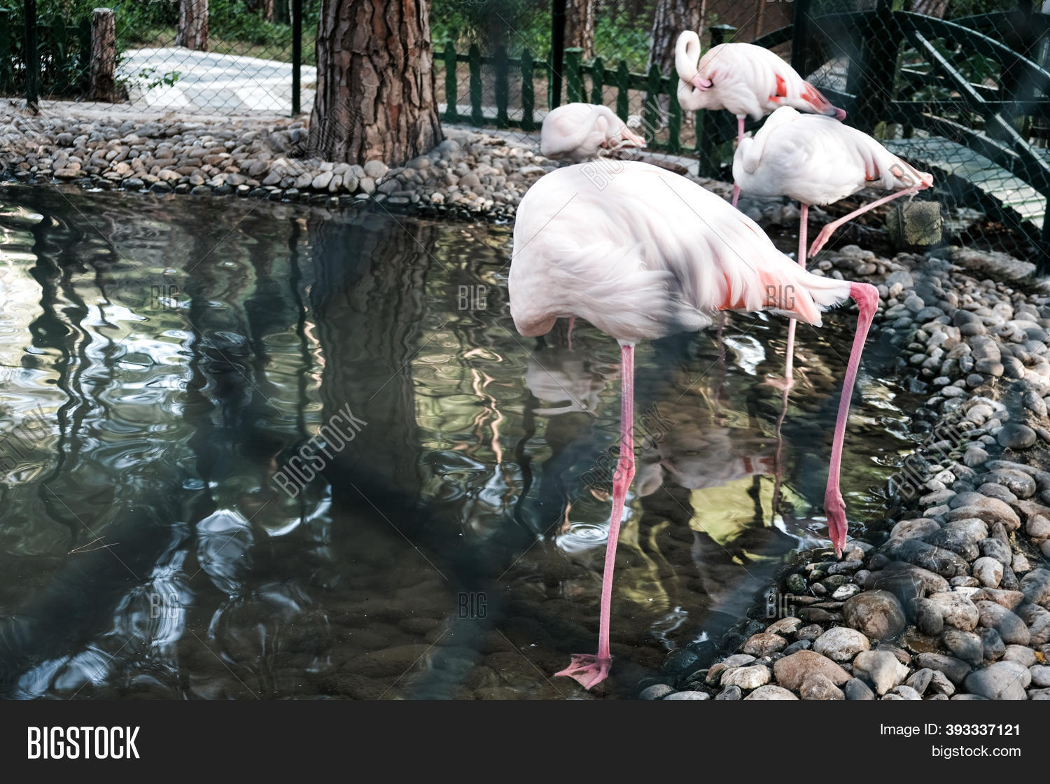 Funny Flack Pink Image & Photo (Free Trial) | Bigstock
